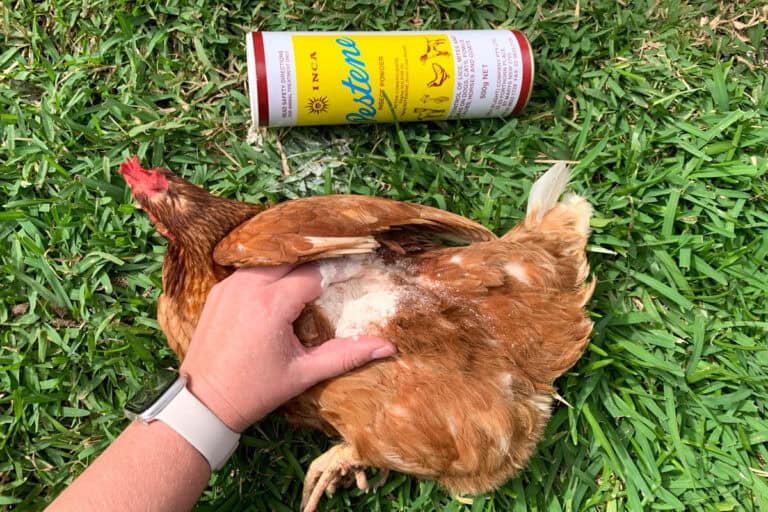 How to get rid of lice on chickens the easy way - Pineapple Farmhouse