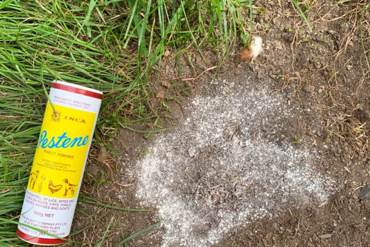 How to get rid of lice on chickens the easy way - Pineapple Farmhouse