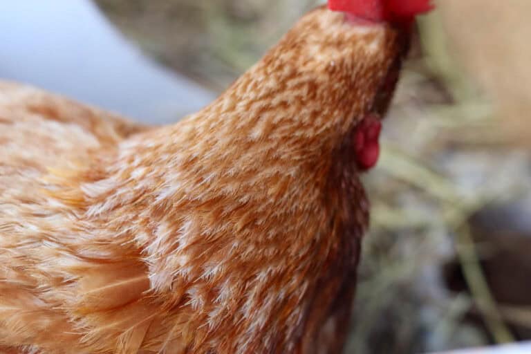 How to get rid of lice on chickens the easy way - Pineapple Farmhouse