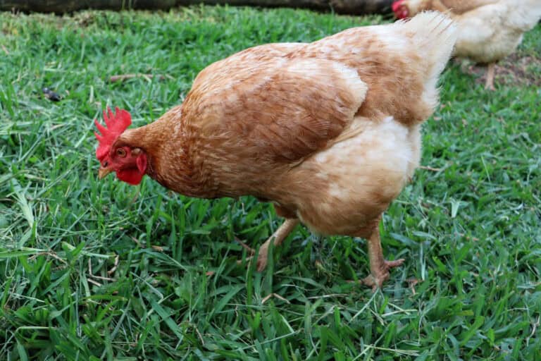 How to get rid of lice on chickens the easy way - Pineapple Farmhouse