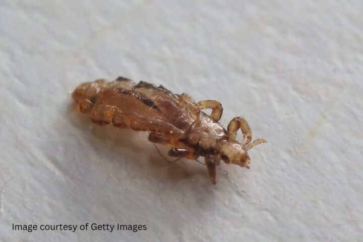 How to get rid of lice on chickens the easy way - Pineapple Farmhouse